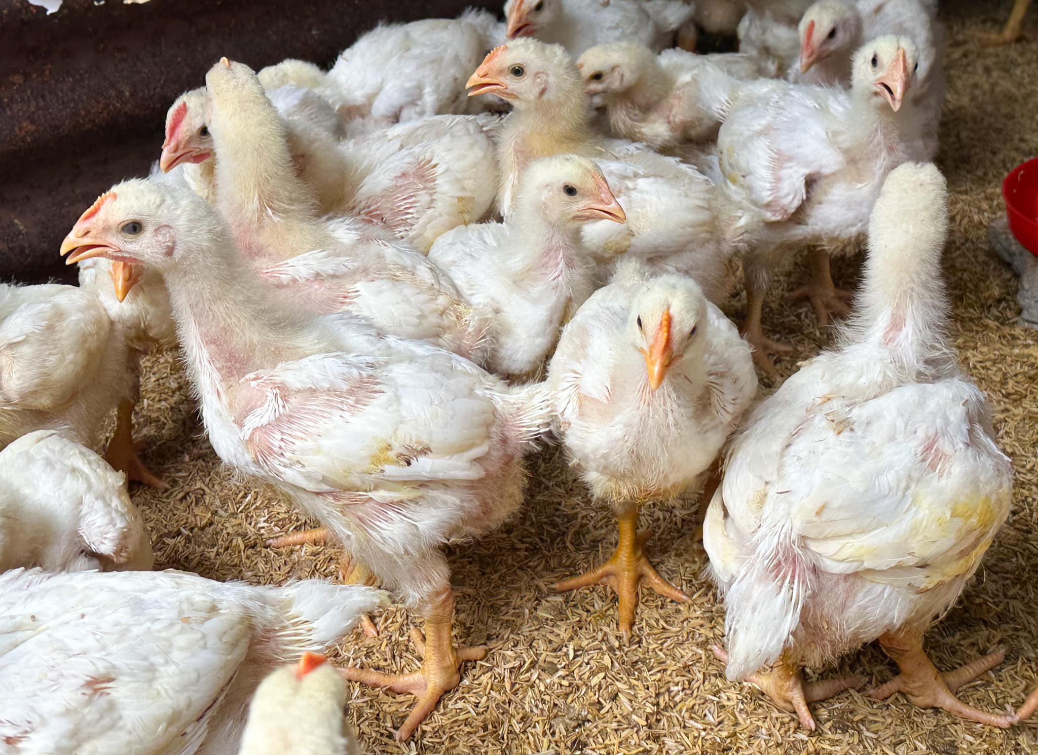 ¡FAMILIAS URDANETENSES FORTALECEN SU ECONOMÍA MEDIANTE PROYECTO DE ...